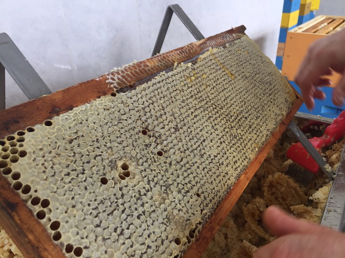 Calma i bronchi infiammati :: Arnapi